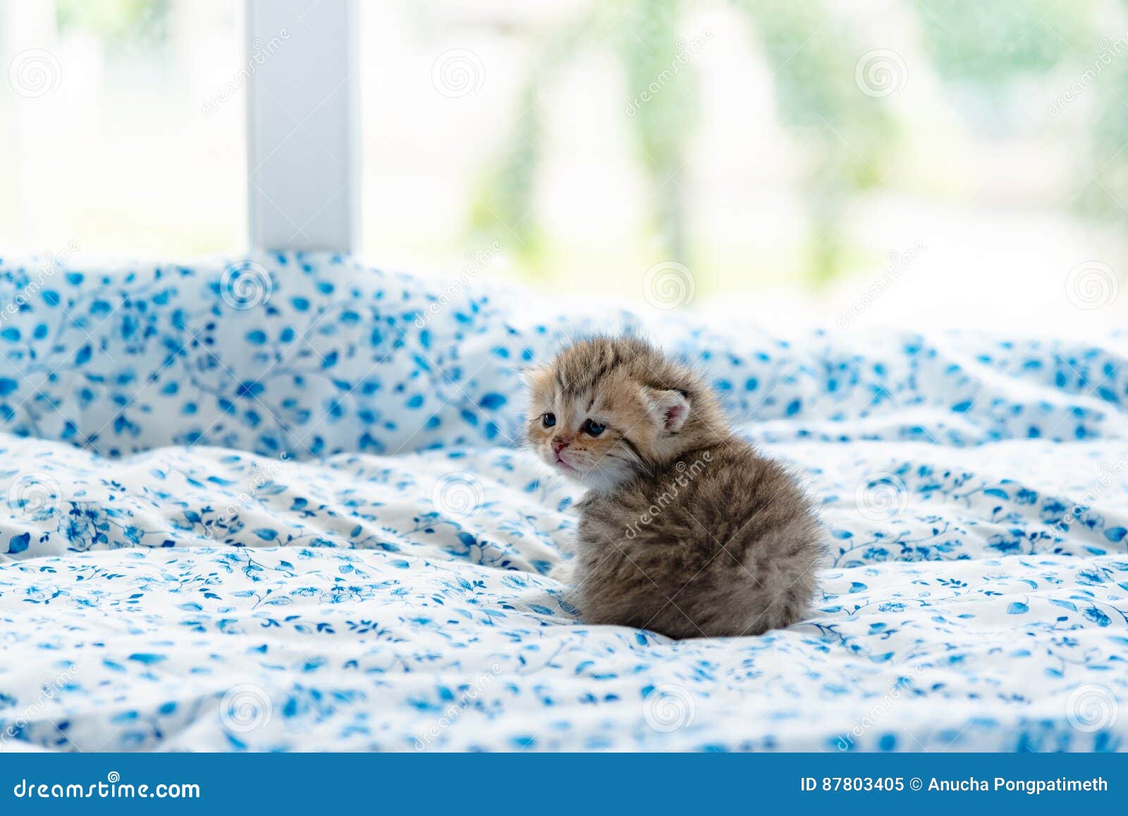 Cute lonely kitten stock image. Image of ginger, containers - 87803405
