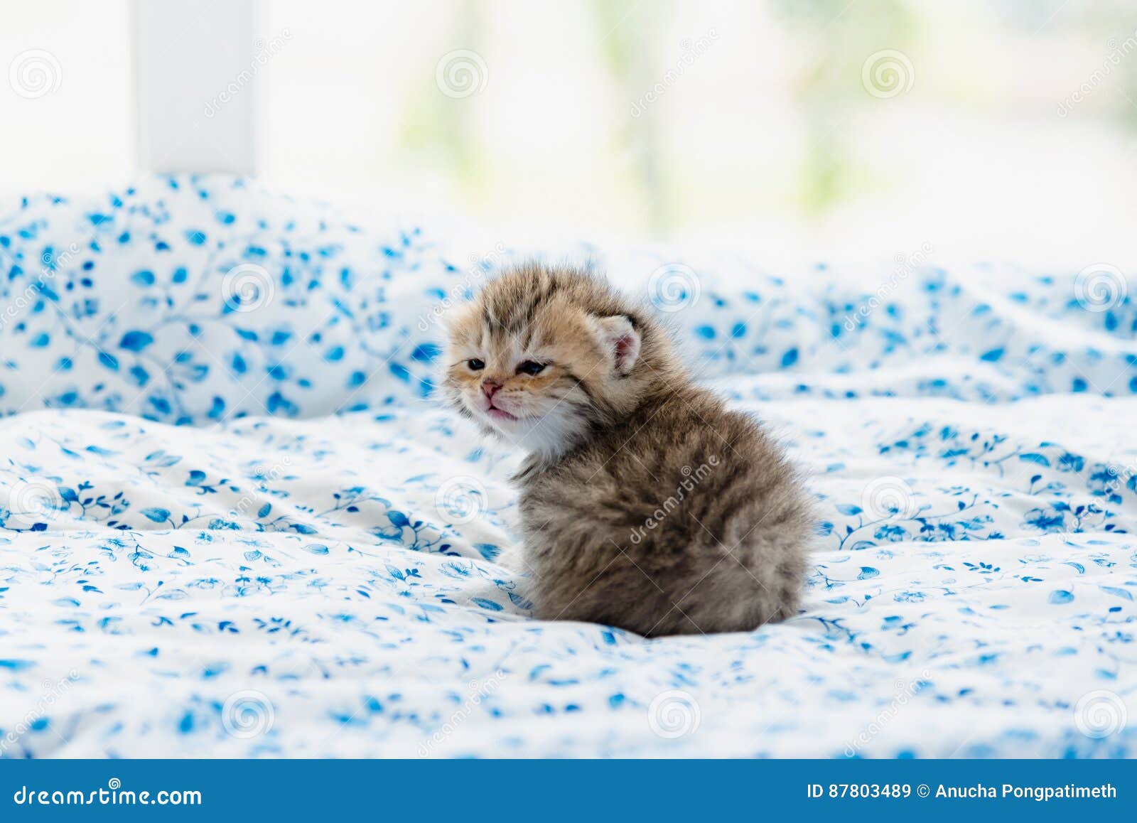 Cute lonely kitten stock image. Image of grey, beautiful - 87803489