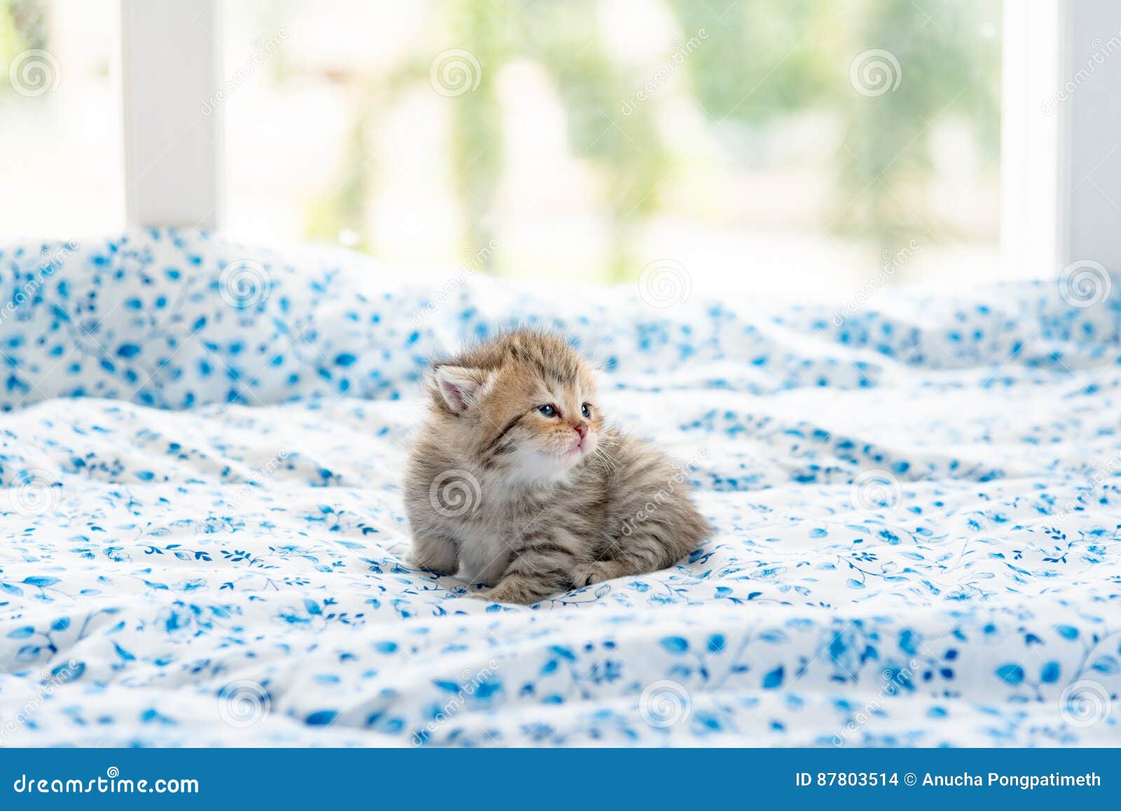 Cute lonely kitten stock photo. Image of domestic, inside - 87803514
