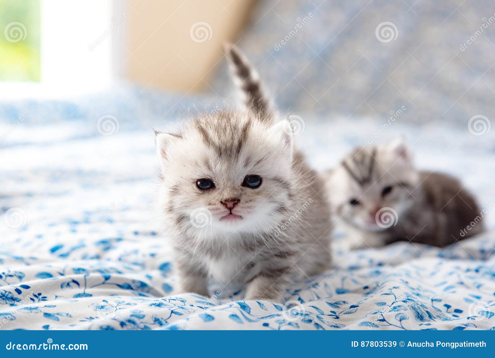 Cute lonely kitten stock image. Image of background, clean - 87803539