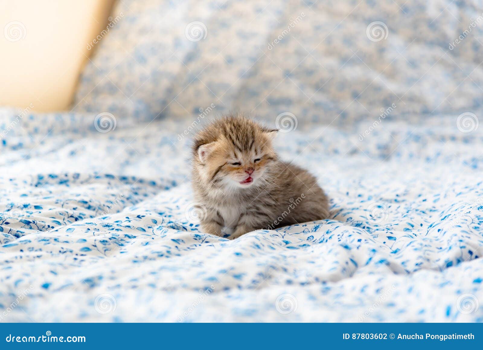 Cute lonely kitten stock photo. Image of cold, clean - 87803602