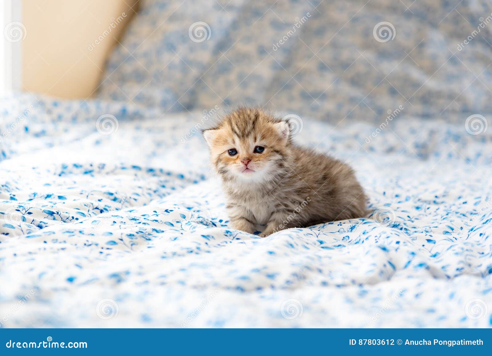Cute lonely kitten stock photo. Image of lonely, nature - 87803612