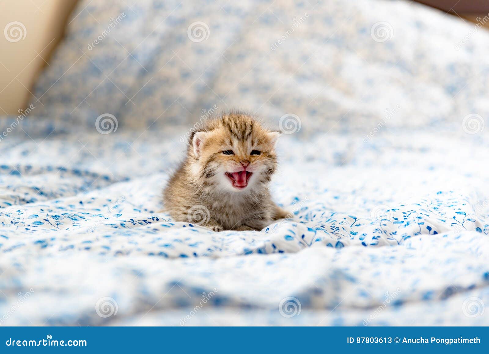 Cute lonely kitten stock image. Image of gray, knitted - 87803613