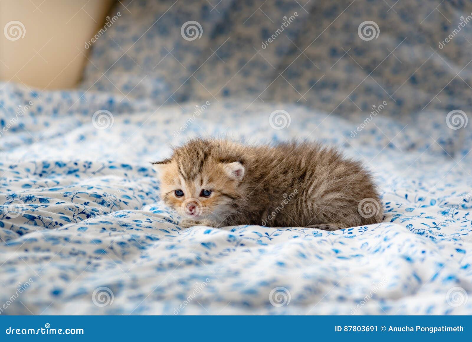 Cute lonely kitten stock image. Image of alone, ginger - 87803691