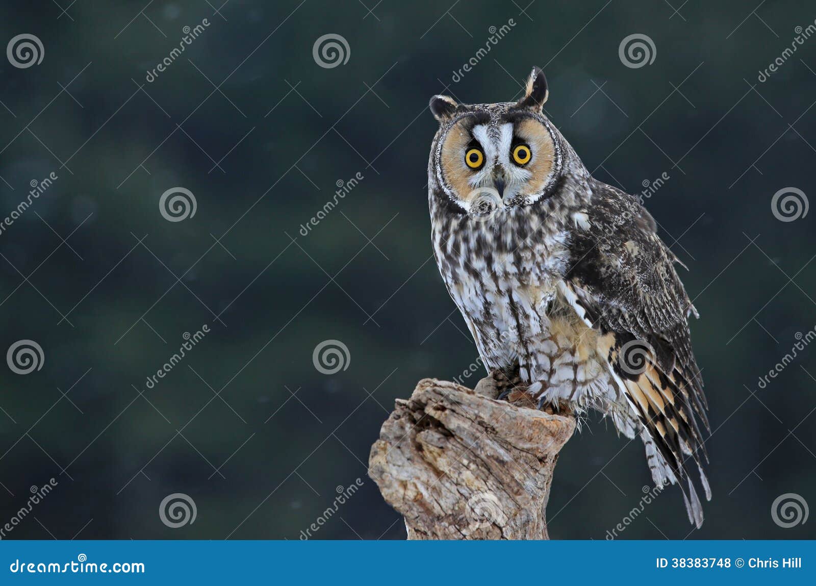 Bat-eared Fox Starring At The Camera. Royalty-Free Stock Photography ...