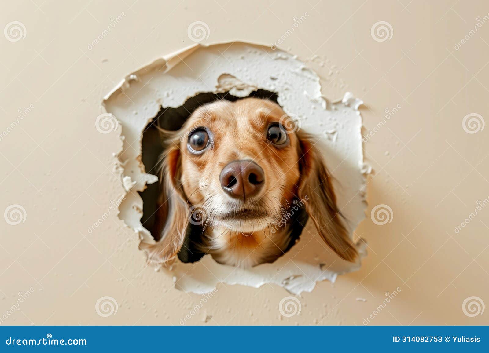 Cute Long-haired Dachshund Peeking Out of a Hole in Wall. Copy Space ...