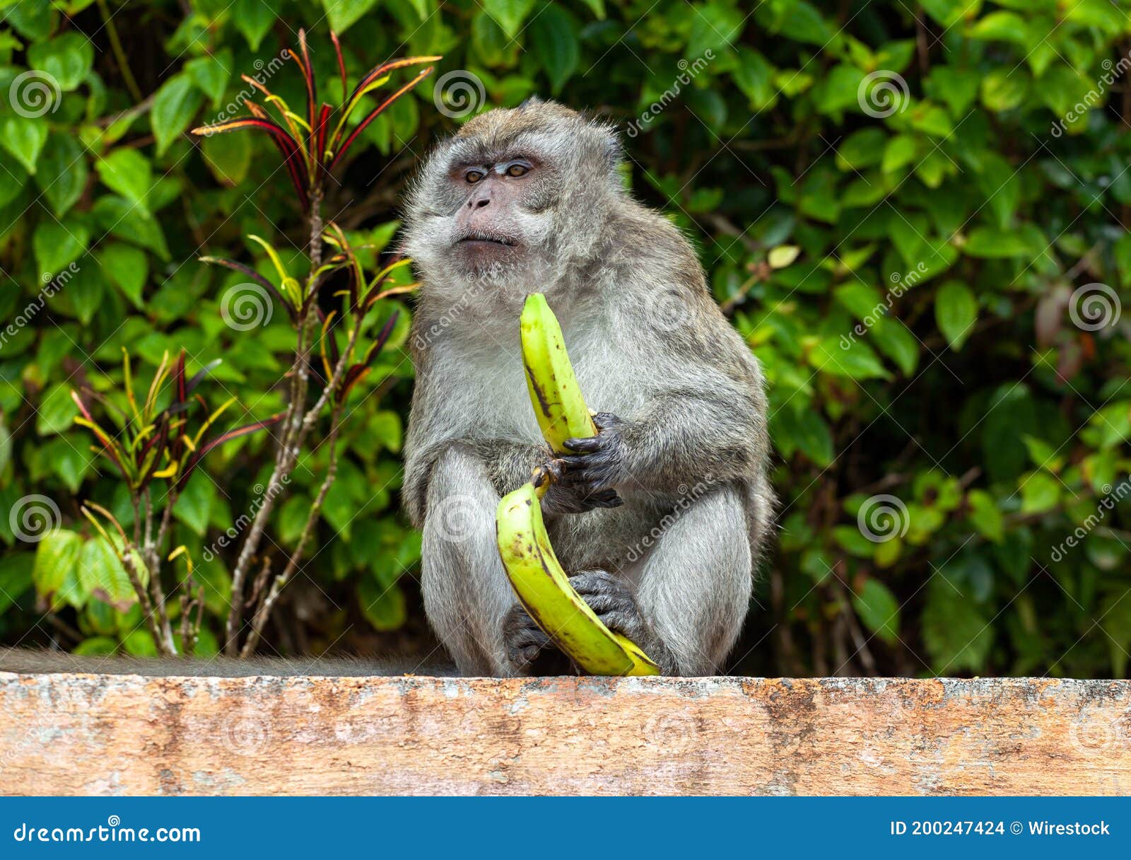 Cute Long-Tailed Macaque Eating Fruits in Mauritius Stock Photo - Image ...