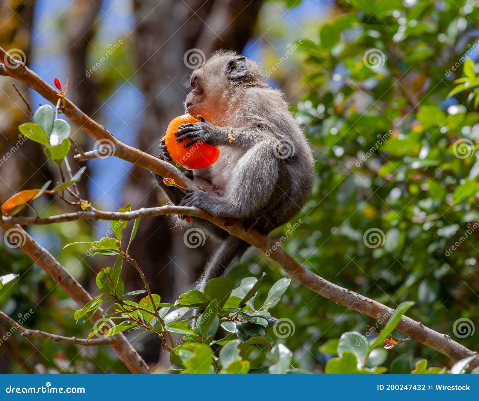 Cute Long-Tailed Macaque Eating Fruits in Mauritius Stock Photo - Image ...