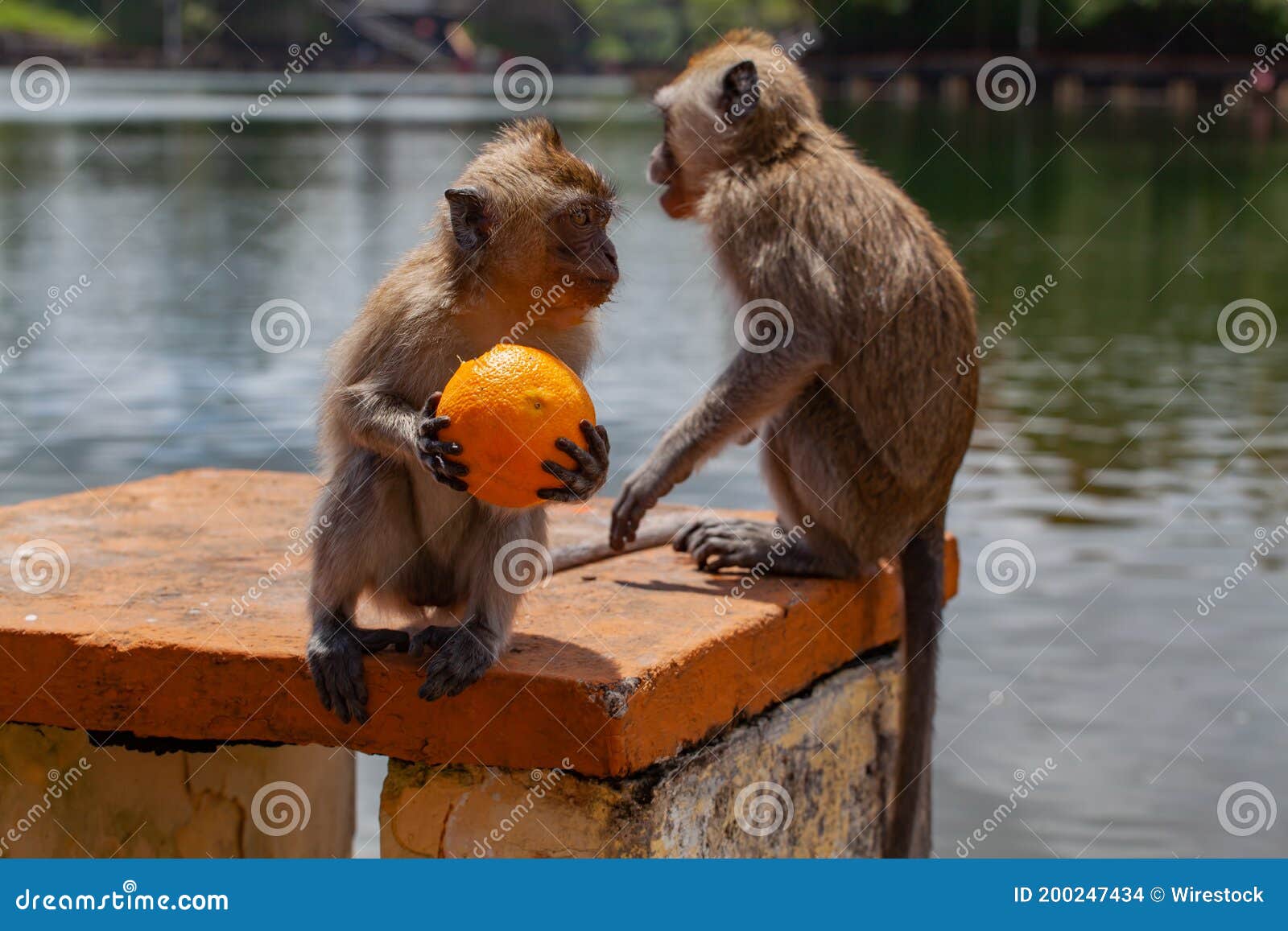 Cute Long-Tailed Macaque Eating Fruits in Mauritius Stock Photo - Image ...