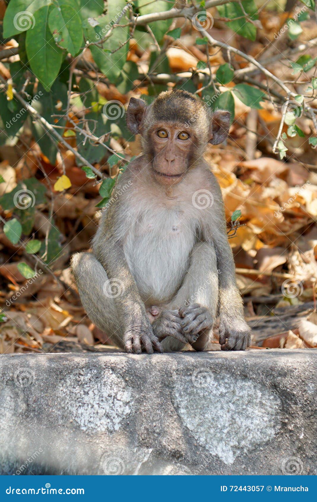 A Cute Long Tailed Macaque Monkey in a Tropical Forest at Chonburi ...