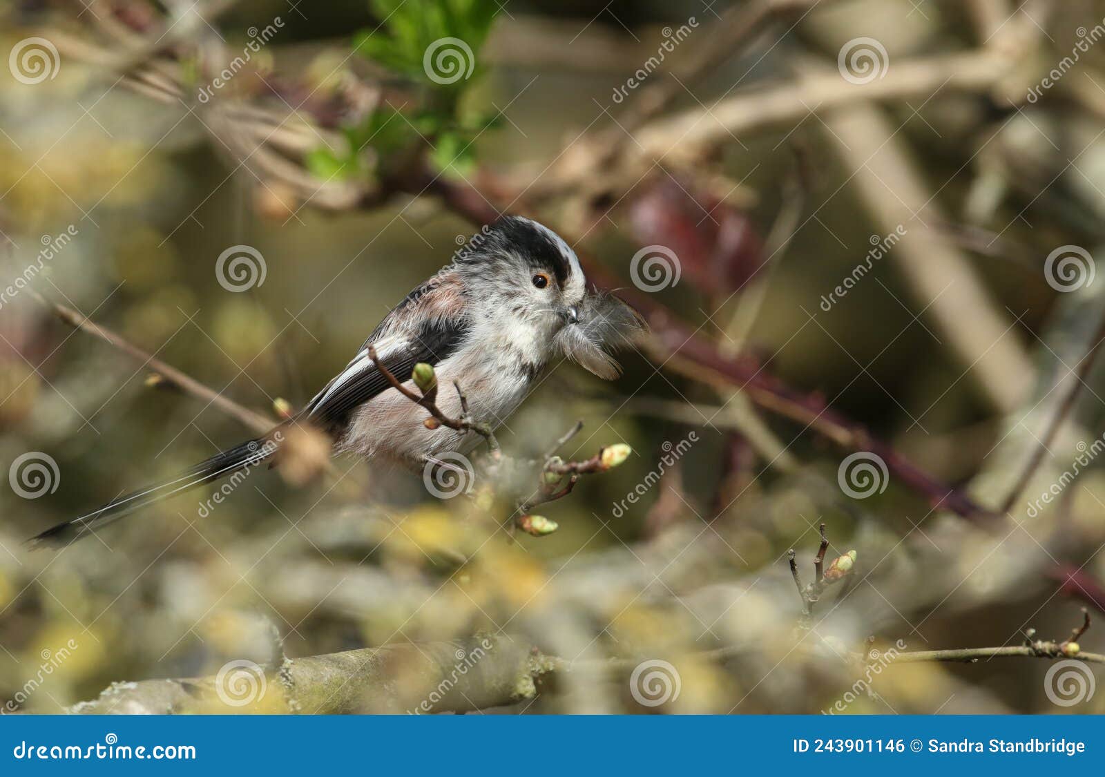 A Cute Long-tailed Tit, Aegithalos Caudatus, Perched on a Branch of a ...