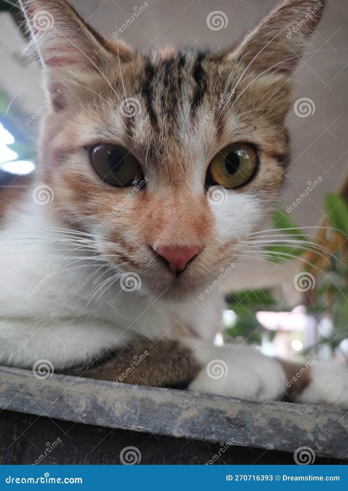 A cute looking of a cat stock image. Image of whiskers - 270716393