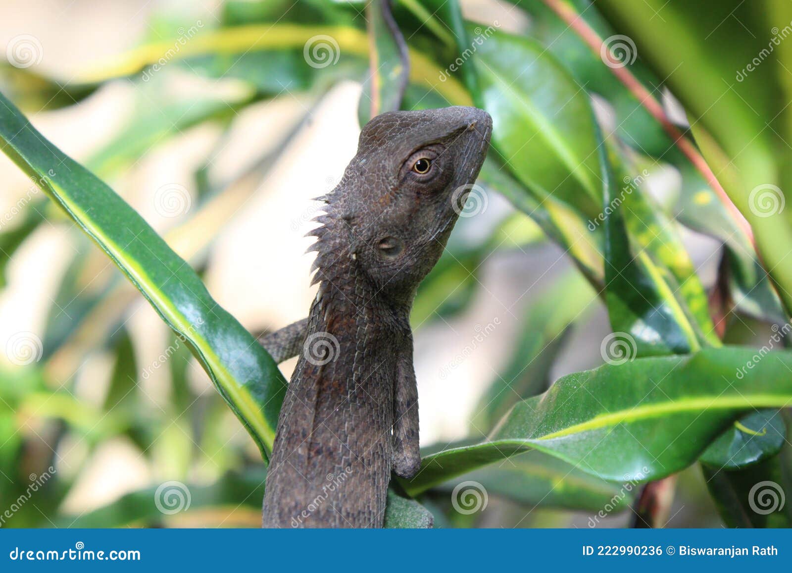 Cute Looking Garden Lizard Looking Towards Camera Side View of Face ...