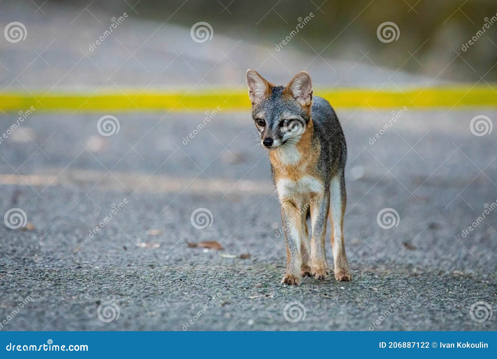 Cute Looking Gray Fox Isolated Portrait on the Road Stock Photo - Image ...