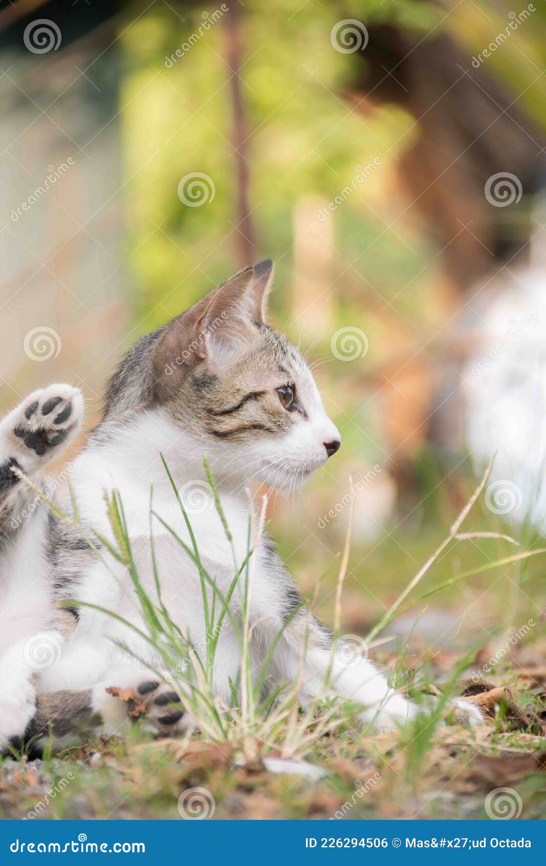 Cute Looking Kitten that Looks really Bright Stock Photo - Image of ...