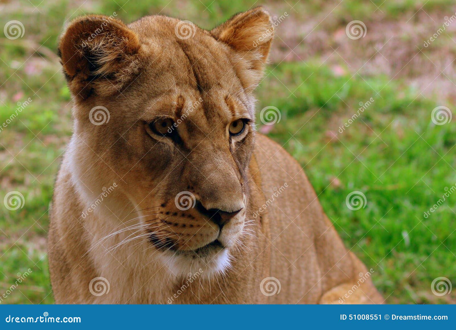 Cute looking lioness stock image. Image of contemplating - 51008551