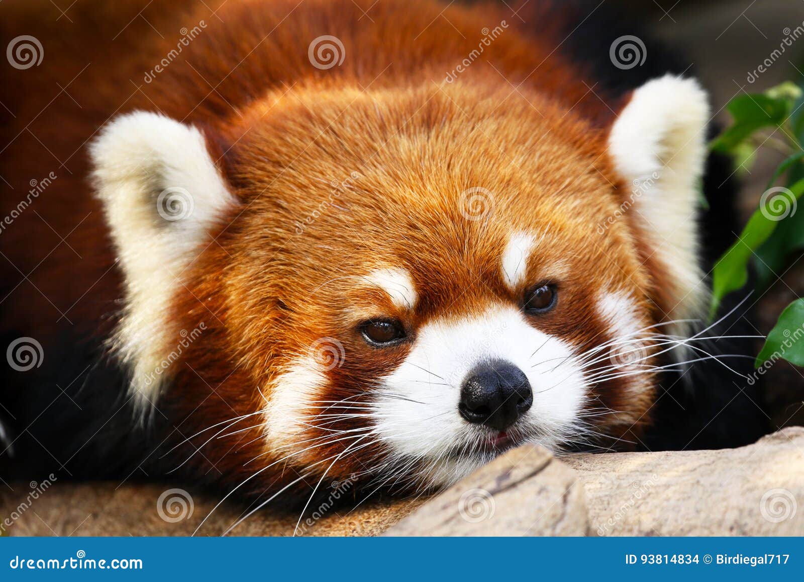 Red Panda Face