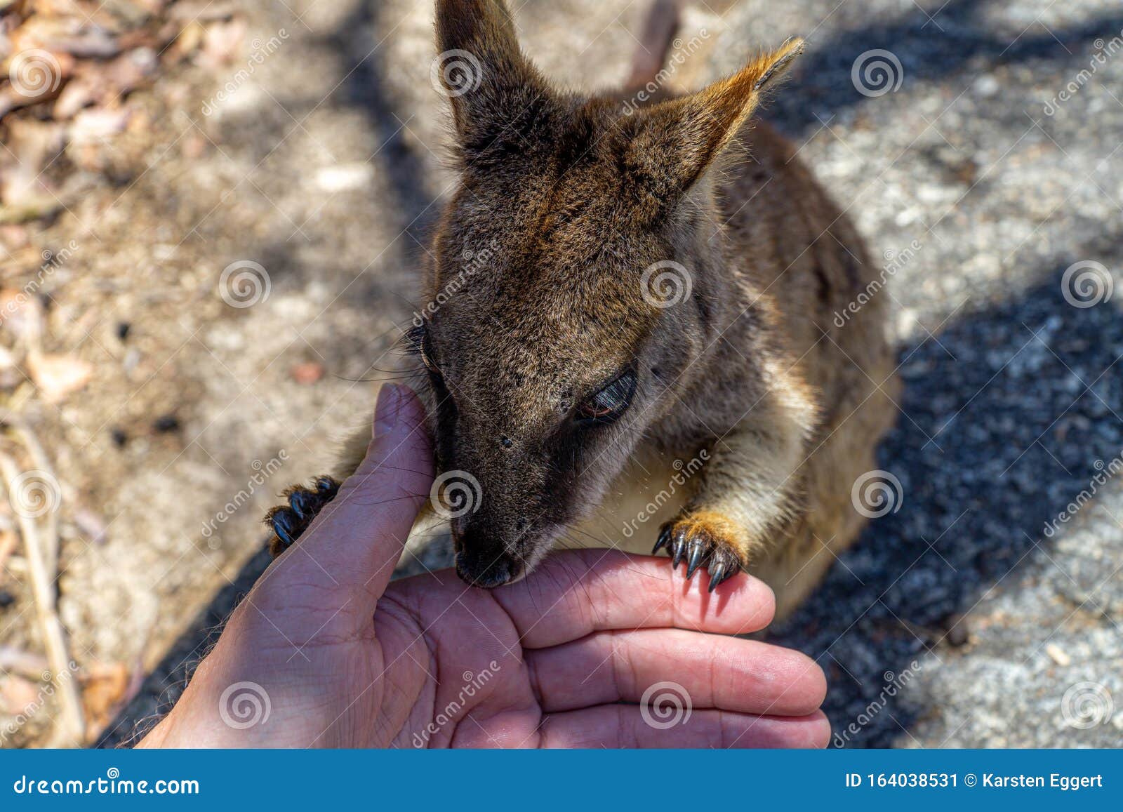 Cute Looking Wallaby Trustfully Eats Food from One Hand Stock Image ...