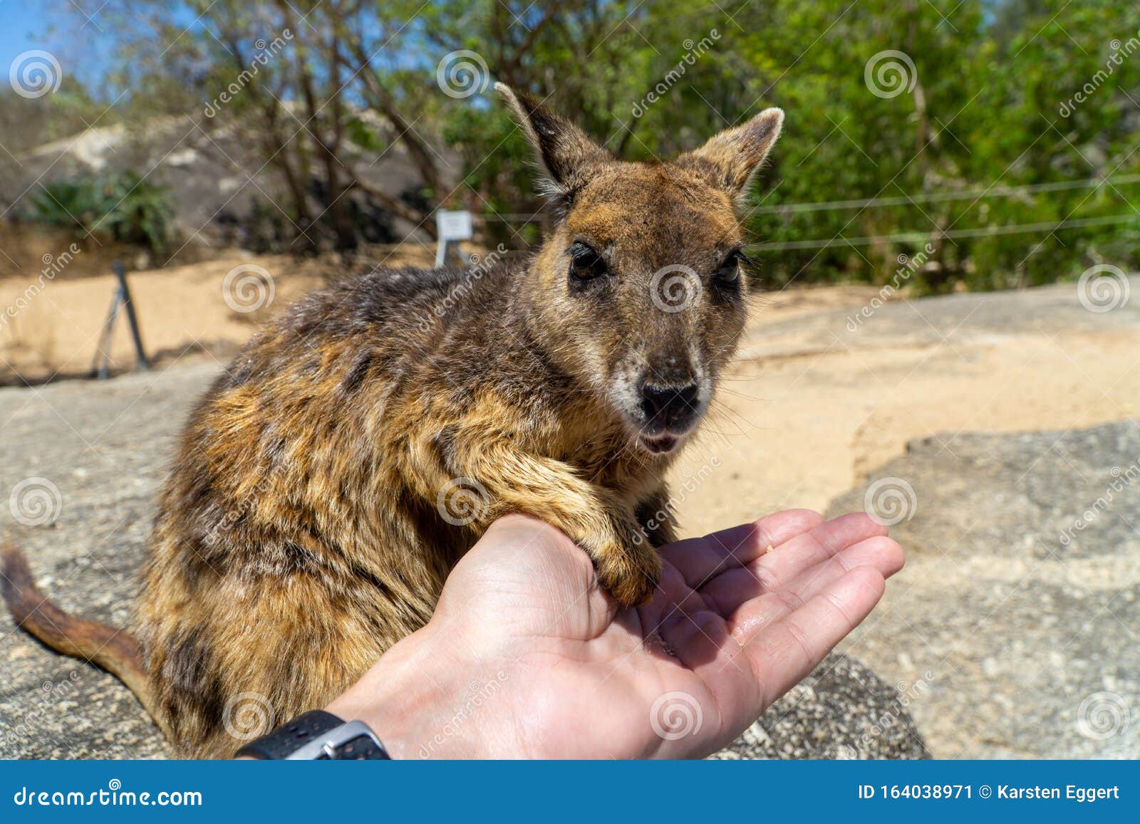 Cute Looking Wallaby Trustfully Eats Food from One Hand Stock Image ...