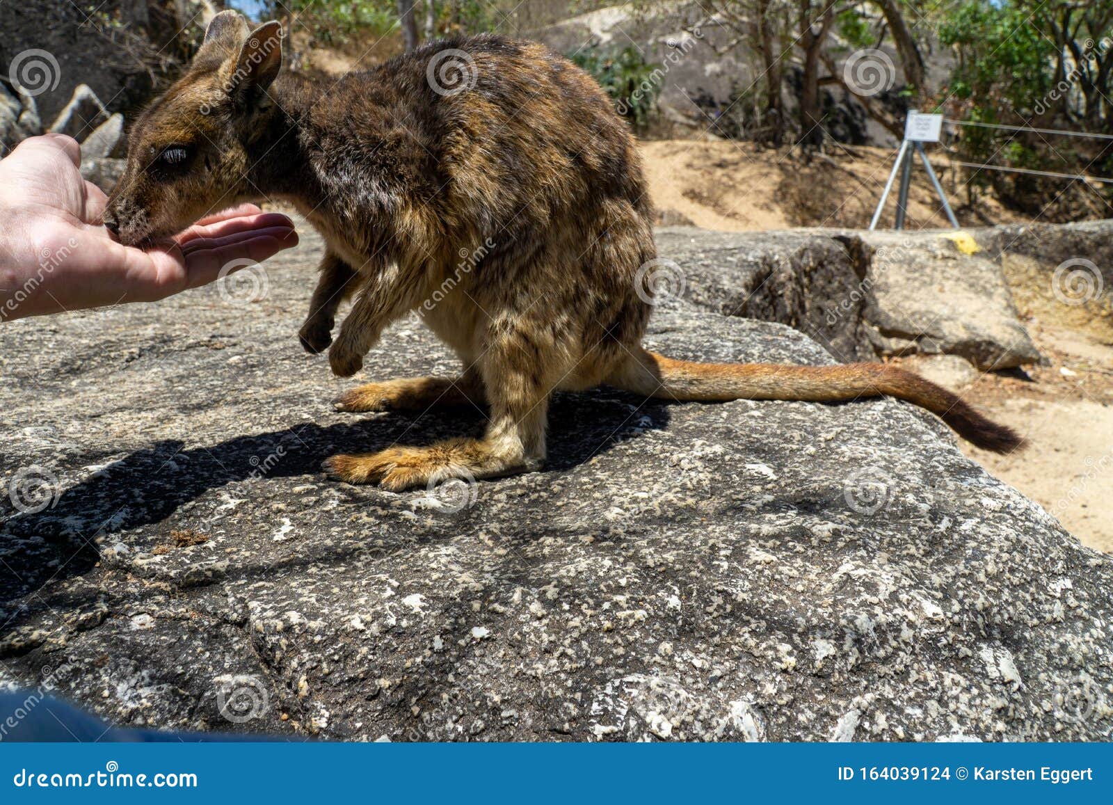 Cute Looking Wallaby Trustfully Eats Food from One Hand Stock Photo ...