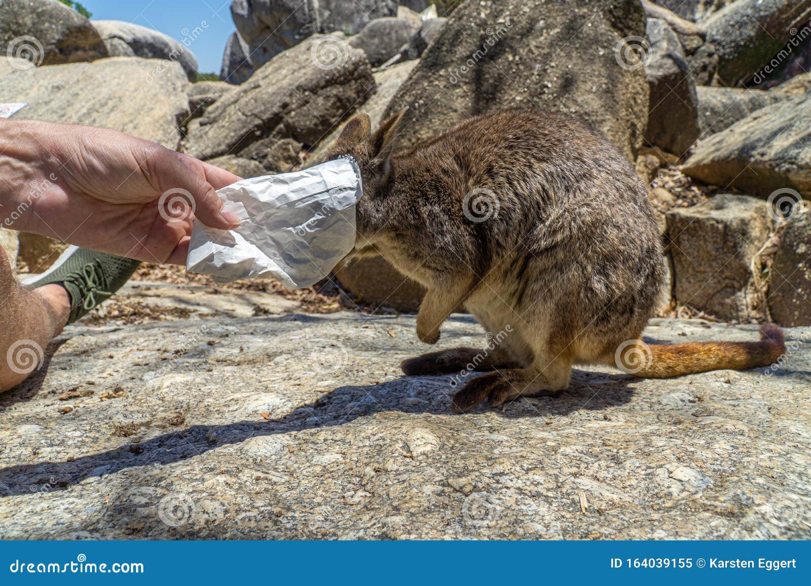 Cute Looking Wallaby Trustfully Eats Food from One Hand Stock Image ...