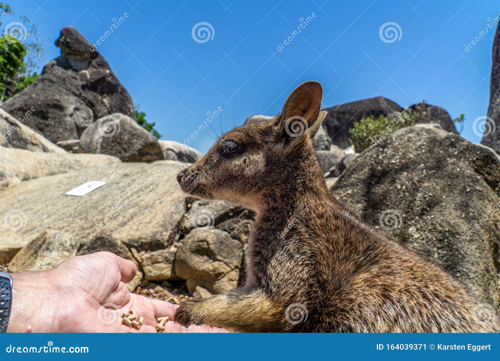 Cute Looking Wallaby Trustfully Eats Food from One Hand Stock Image ...