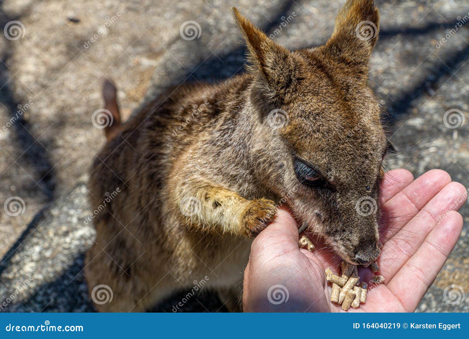 Cute Looking Wallaby Trustfully Eats Food from One Hand Stock Image ...