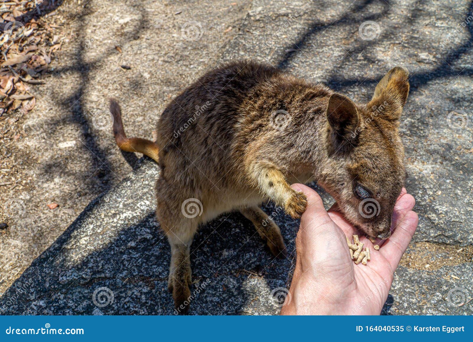 Cute Looking Wallaby Trustfully Eats Food from One Hand Stock Image ...
