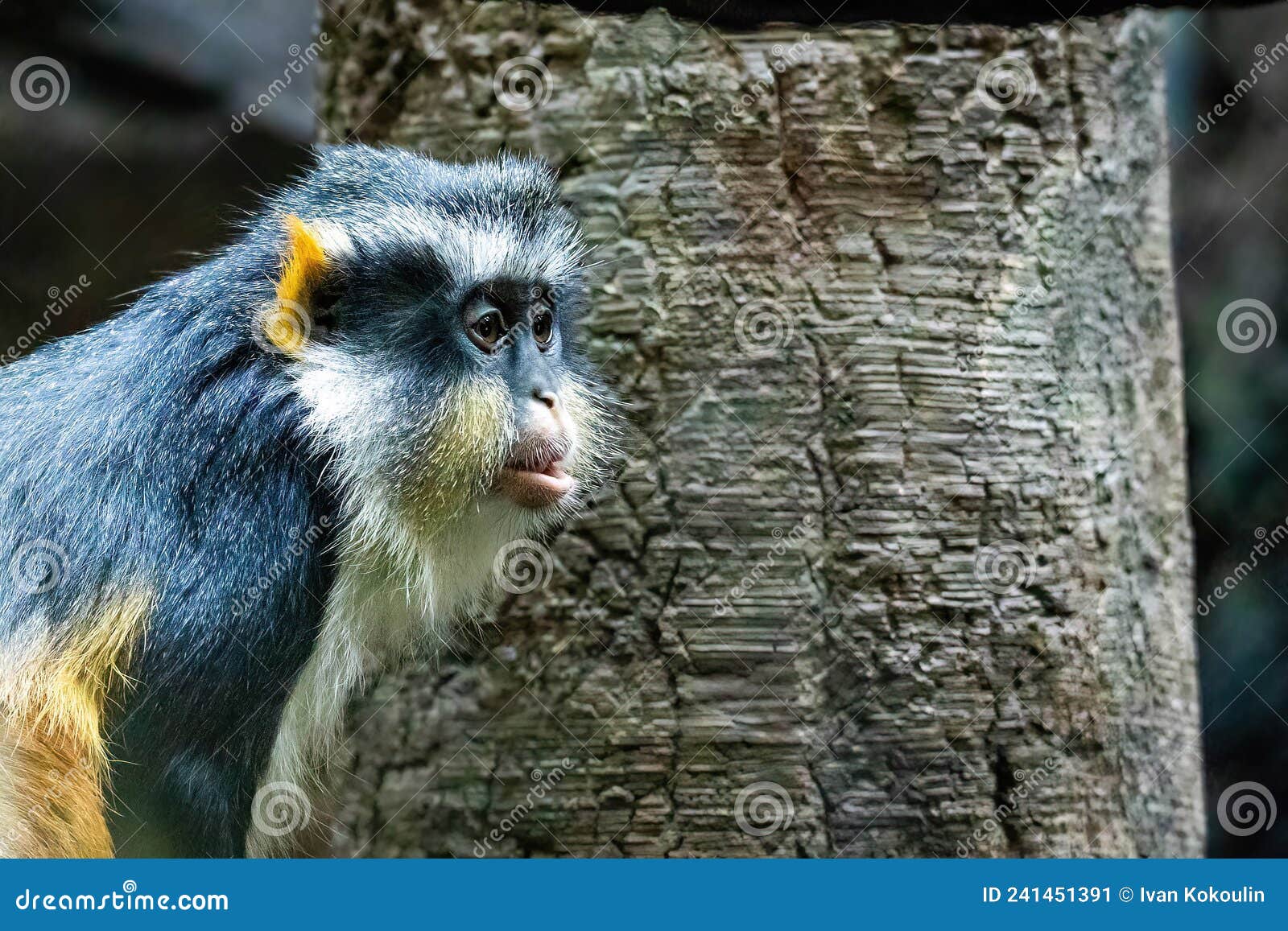 Cute Looking Wolf`s Mona Monkey Portrait Stock Image - Image of habitat ...