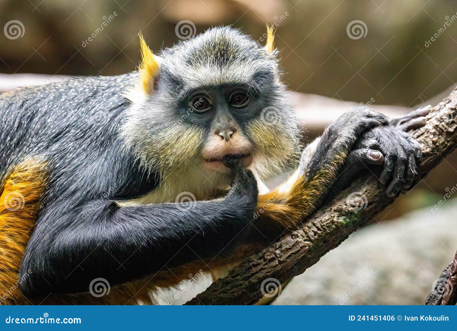 Cute Looking Wolf`s Mona Monkey Portrait Stock Photo - Image of forest ...