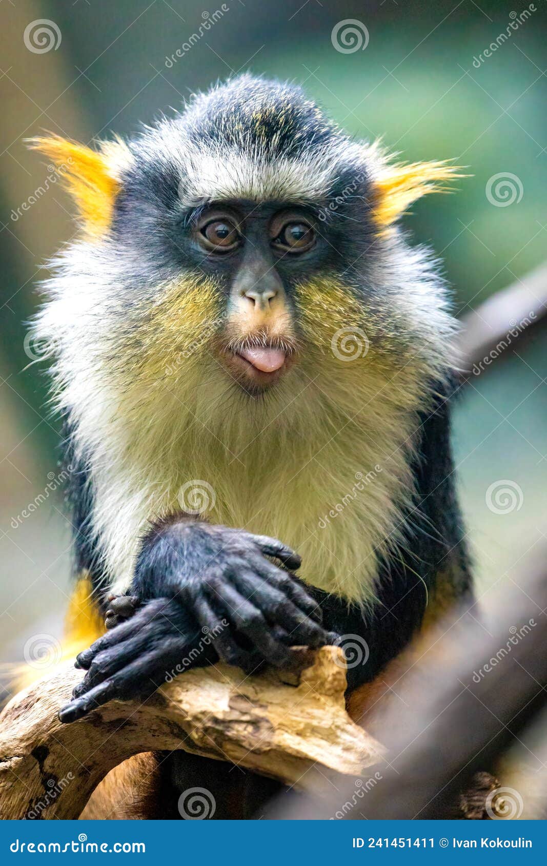 Wolf`s Monkey Cercopithecus Wolfi Stock Image | CartoonDealer.com #97000501