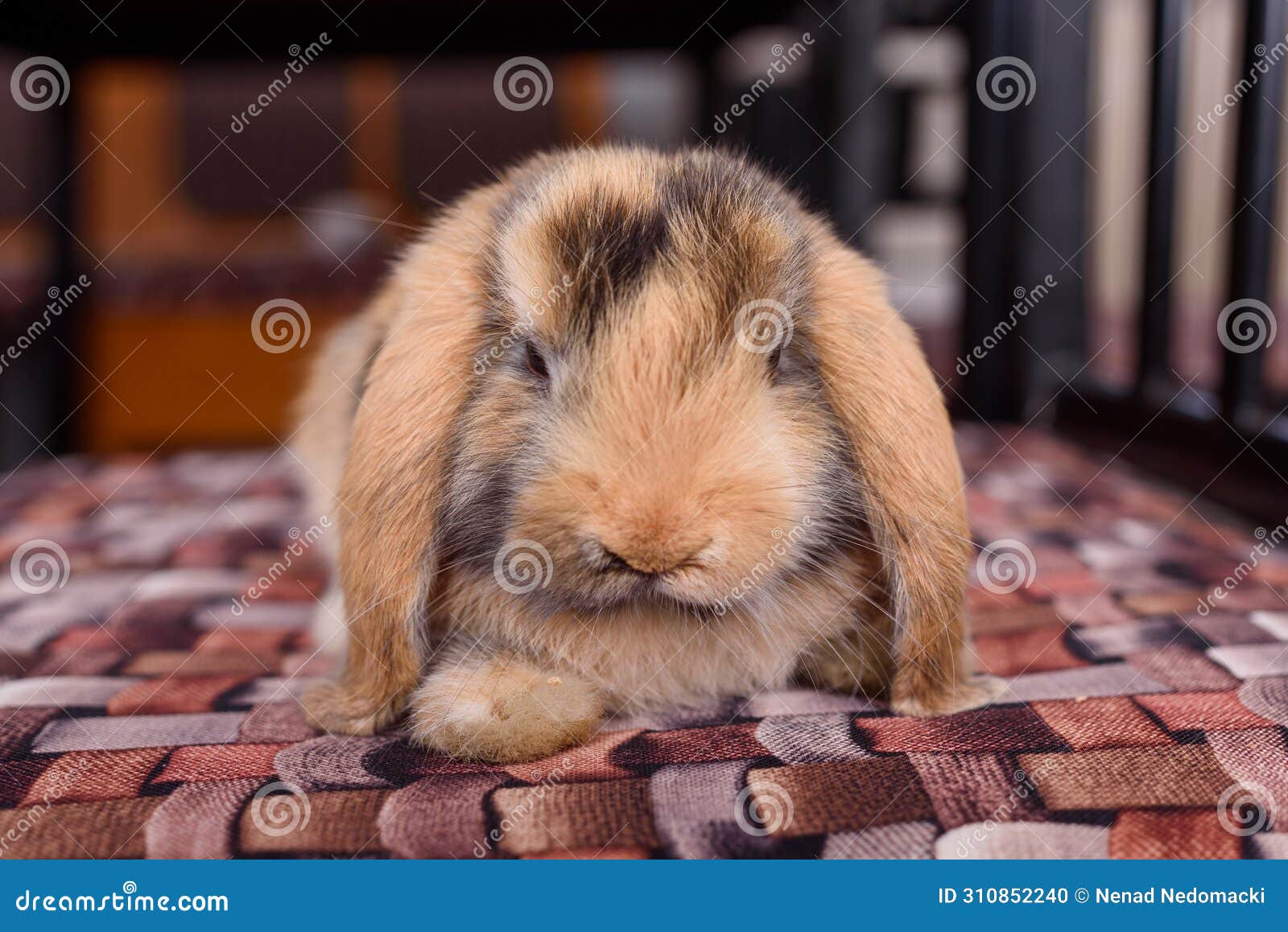 A cute Lop ear rabbit stock photo. Image of pretty, soft - 310852240