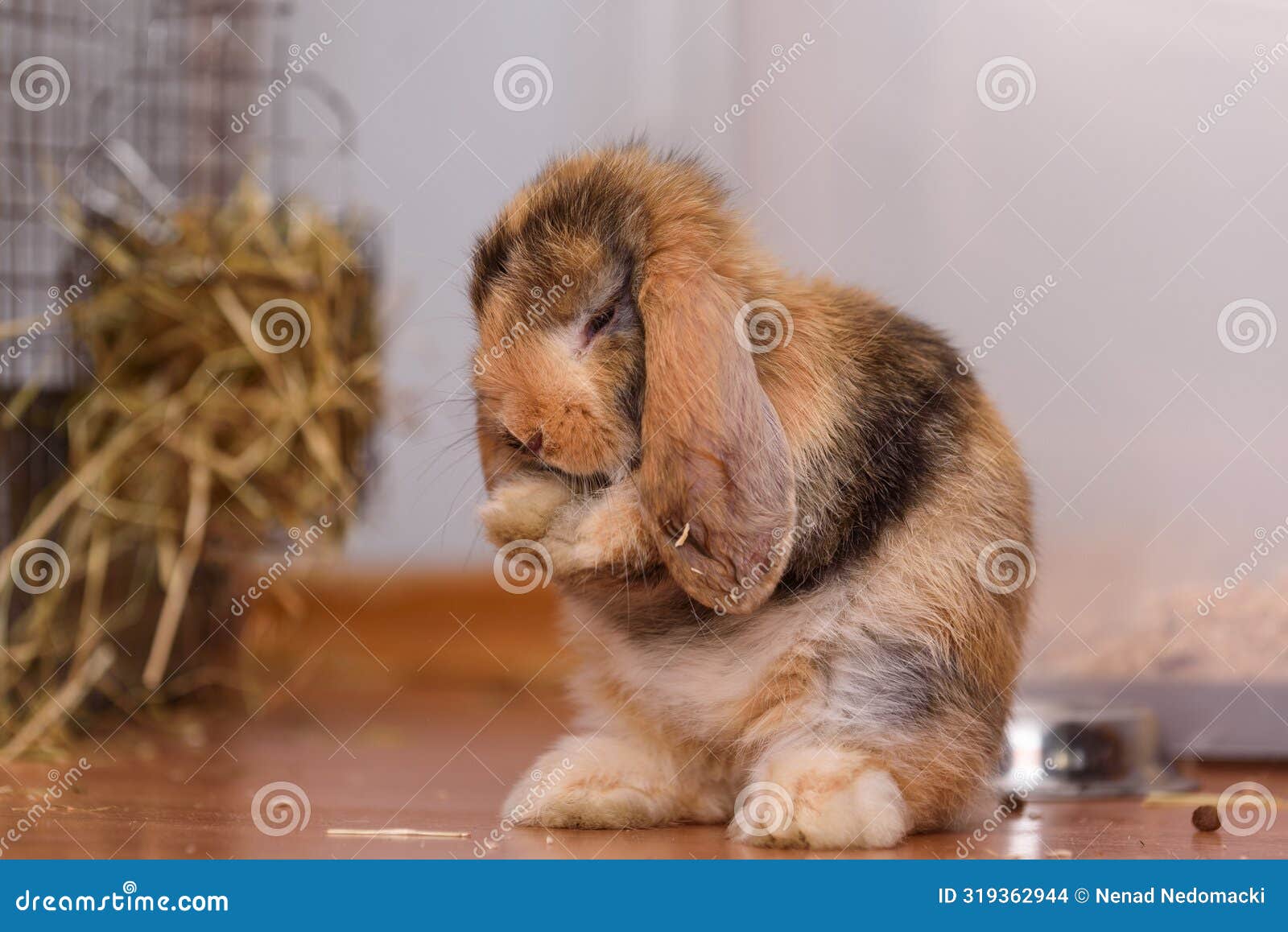 A cute Lop ear rabbit stock photo. Image of clean, fluffy - 319362944