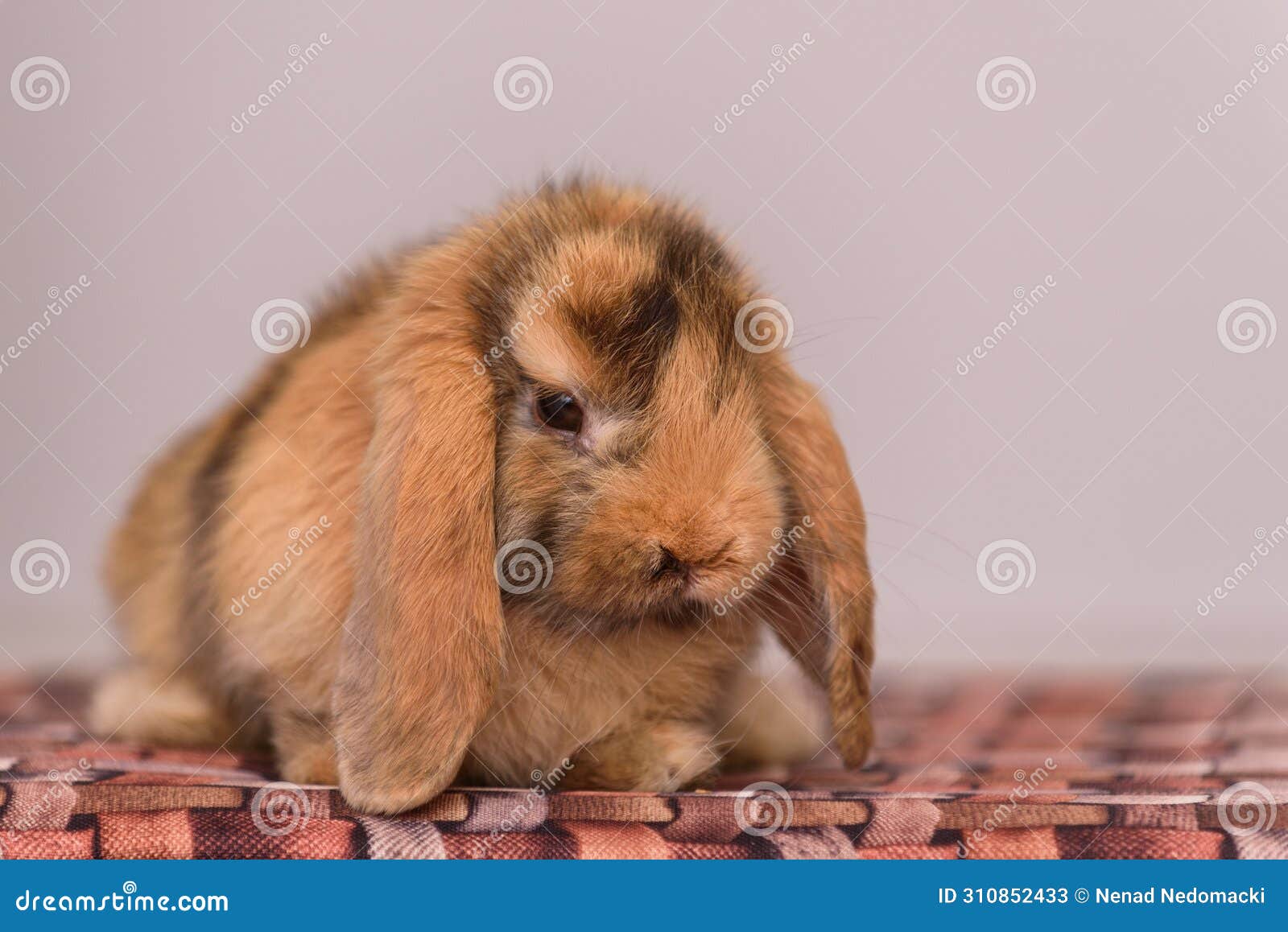 A cute Lop ear rabbit stock image. Image of farm, small - 310852433