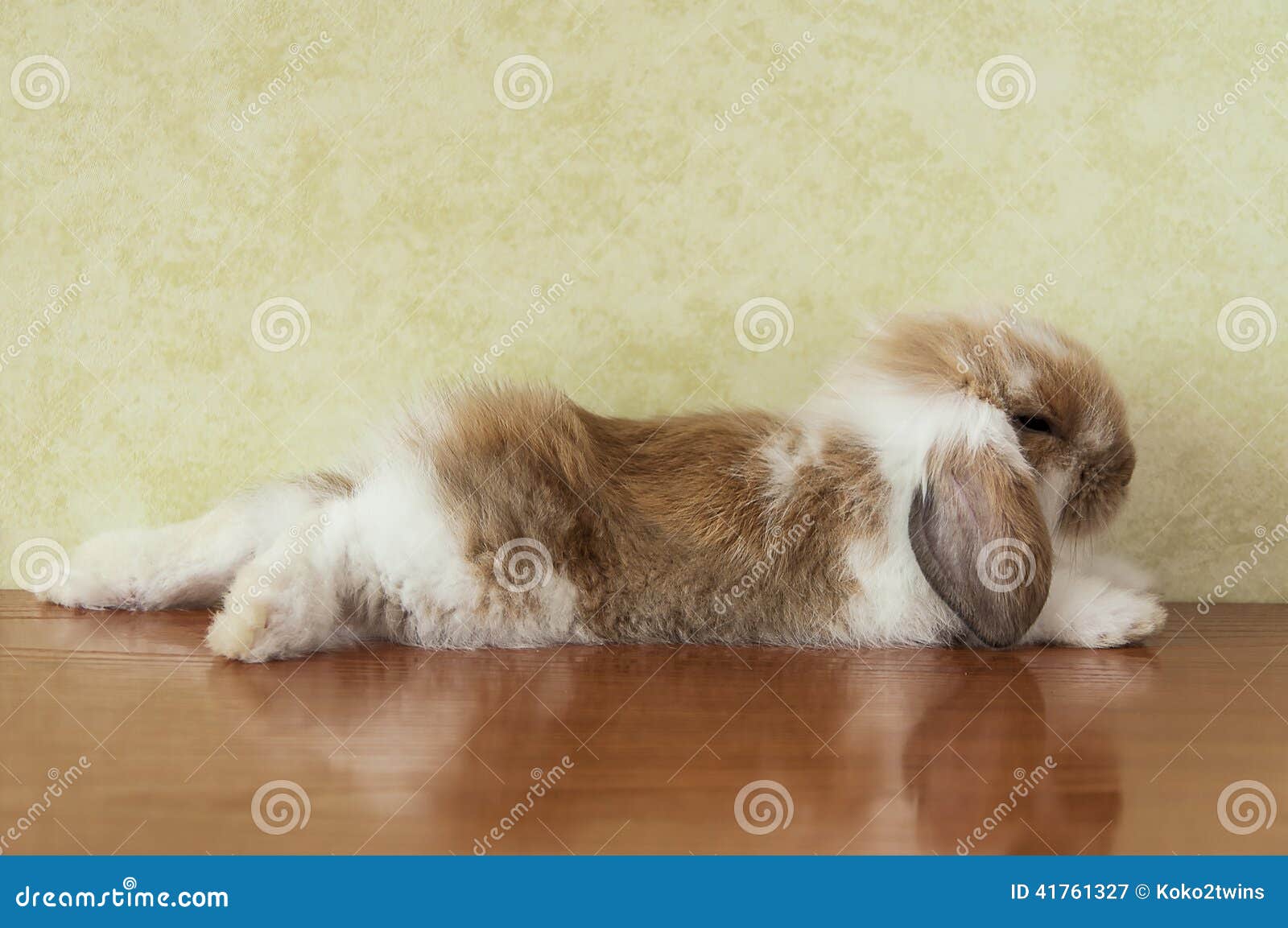 Cute lop eared baby rabbit stock image. Image of animal - 41761327