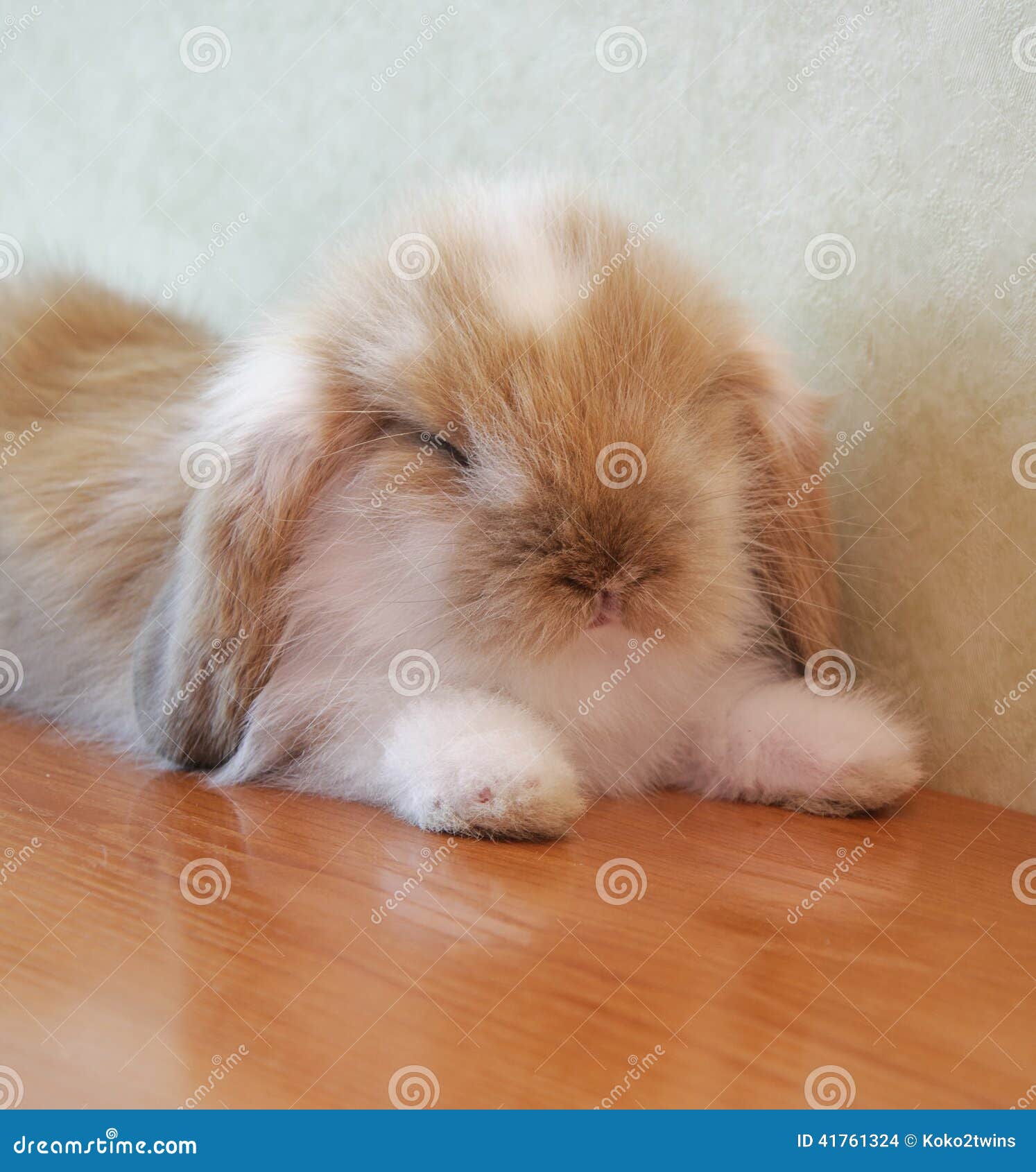 Cute lop eared baby rabbit stock photo. Image of little - 41761324
