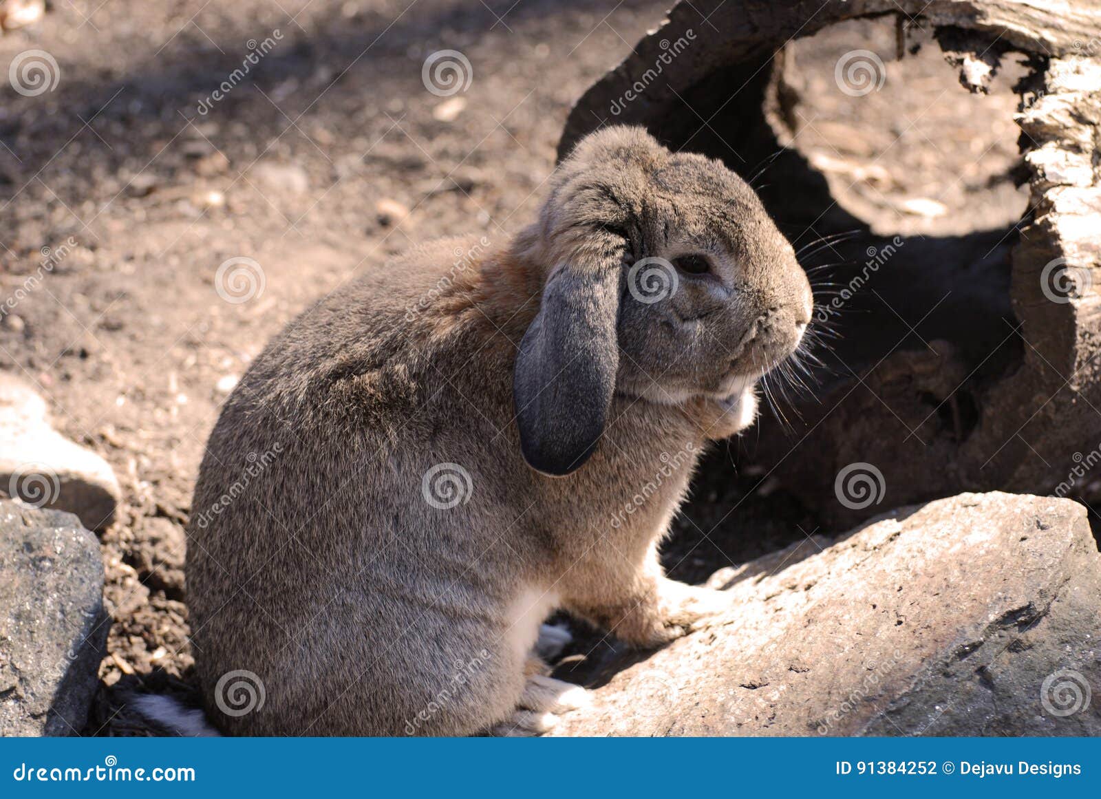 Cute Lop Eared Rabbit stock photo. Image of wildlife - 91384252