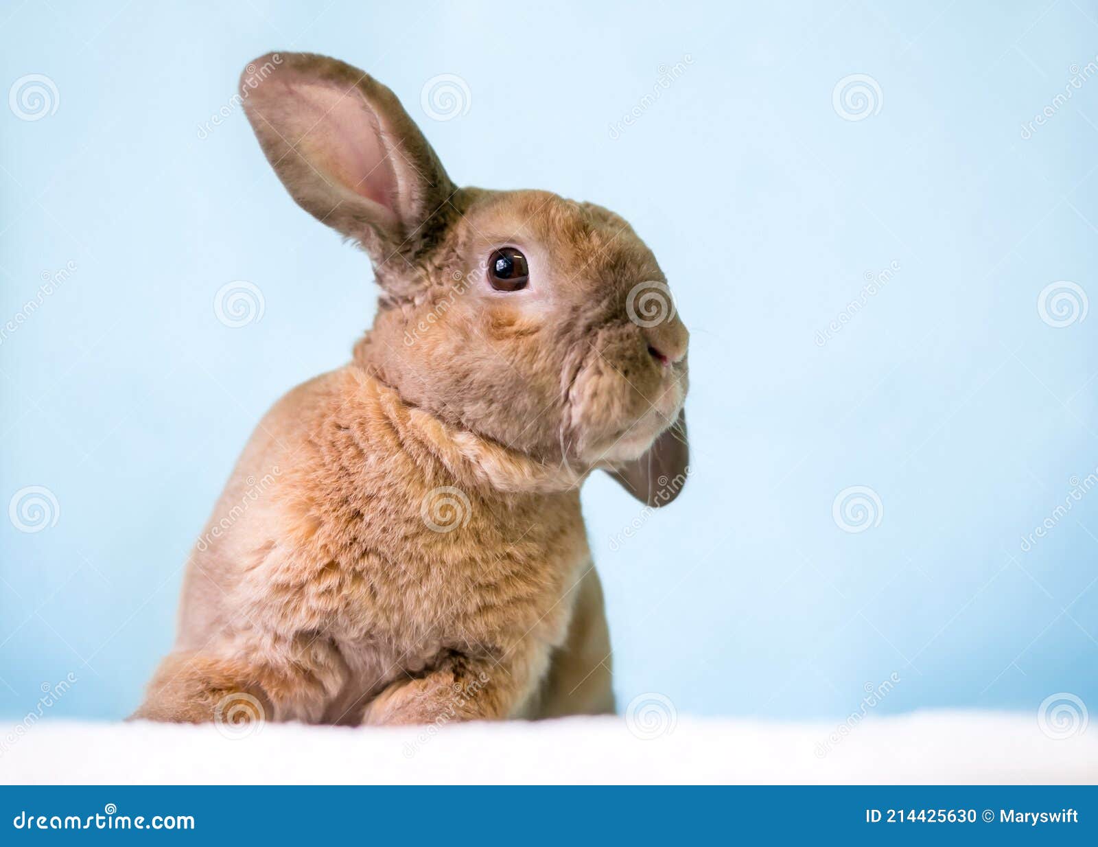 A Cute Lop Rabbit Holding One Ear Up and One Ear Down Stock Photo ...
