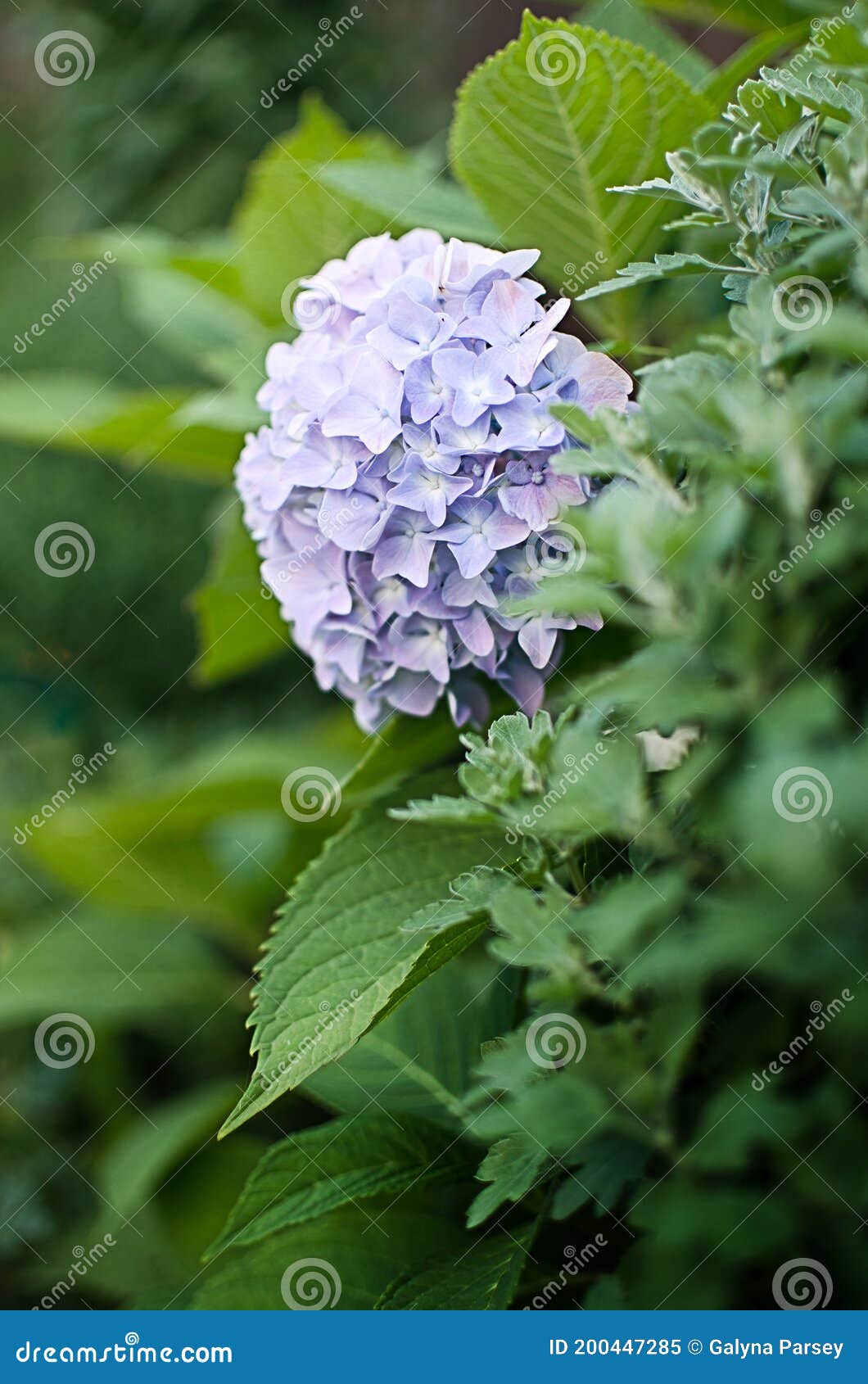Cute and Lovely Hydrangea Flowers Stock Image - Image of green, japan ...