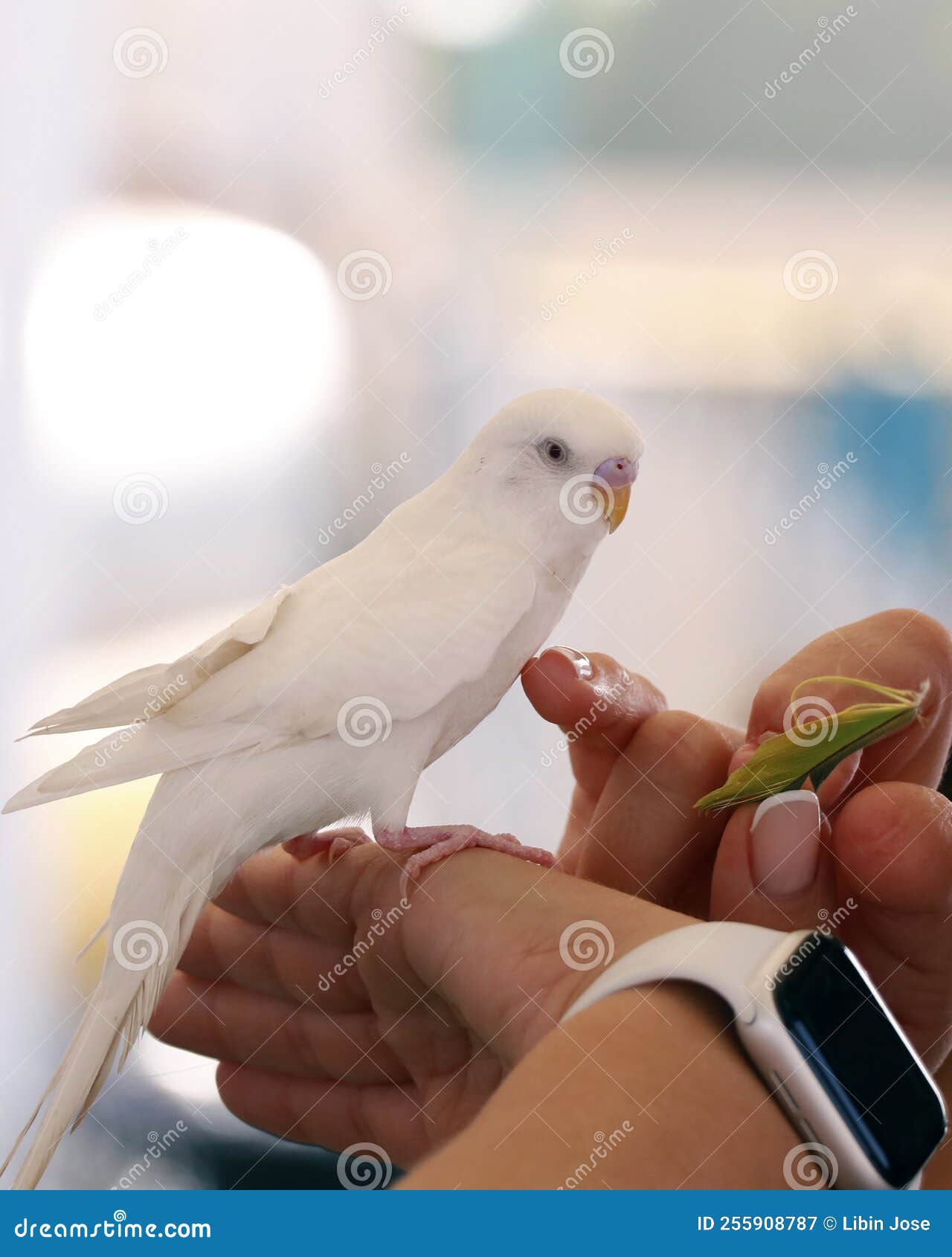 Cute Lovely White Bird Sitting on a Hand Stock Image - Image of love ...