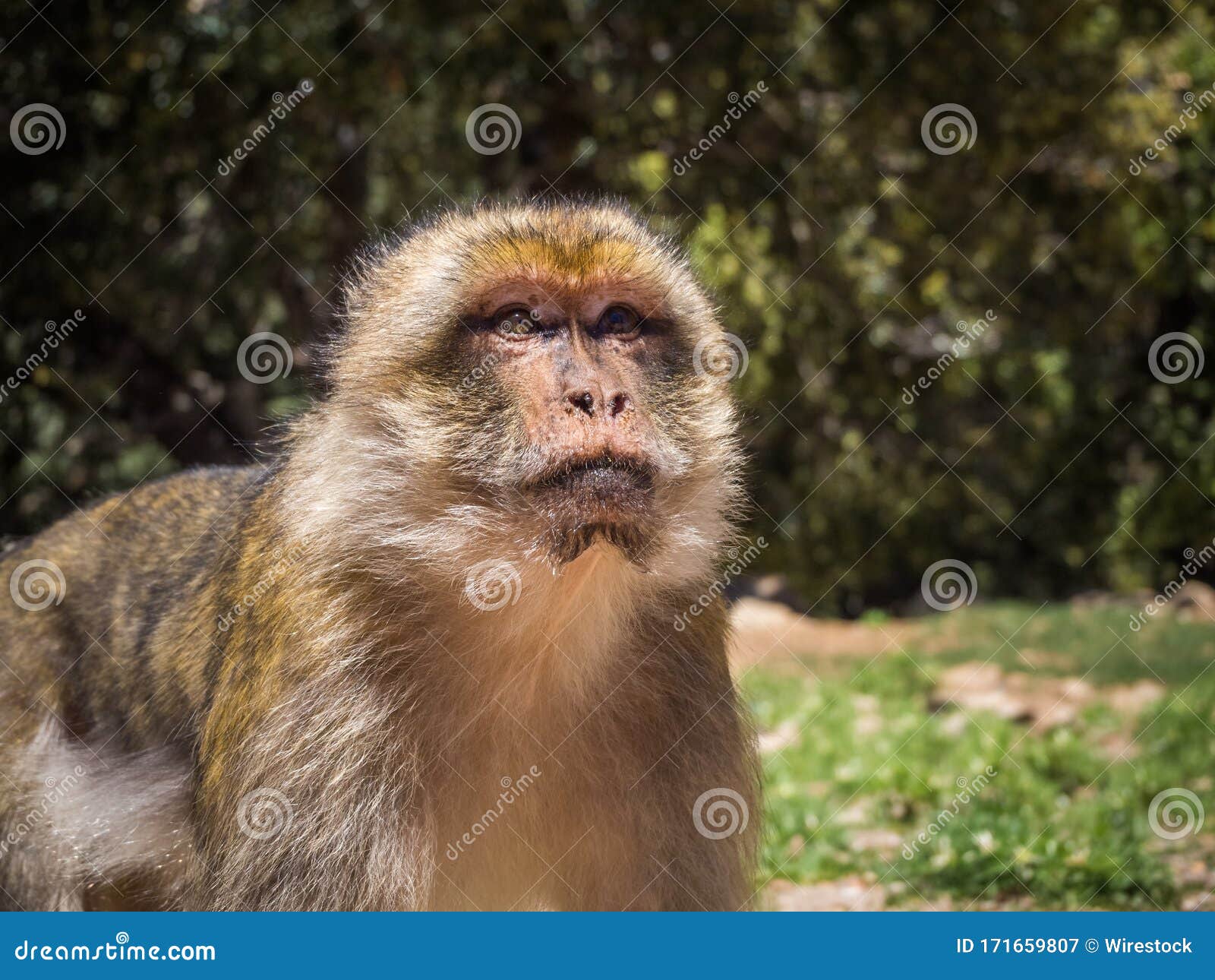 Cute Macaca Sylvanus Berber Monkey in a Jungle in Morocco Stock Image ...