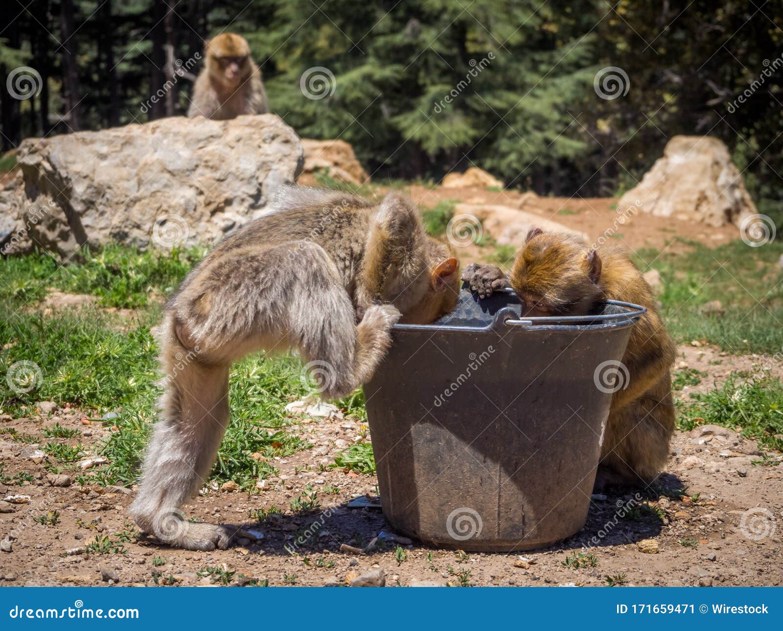 Monkeys Drinking In A Puddle. Batu Caves Hindu Temple. Gombak, Selangor ...
