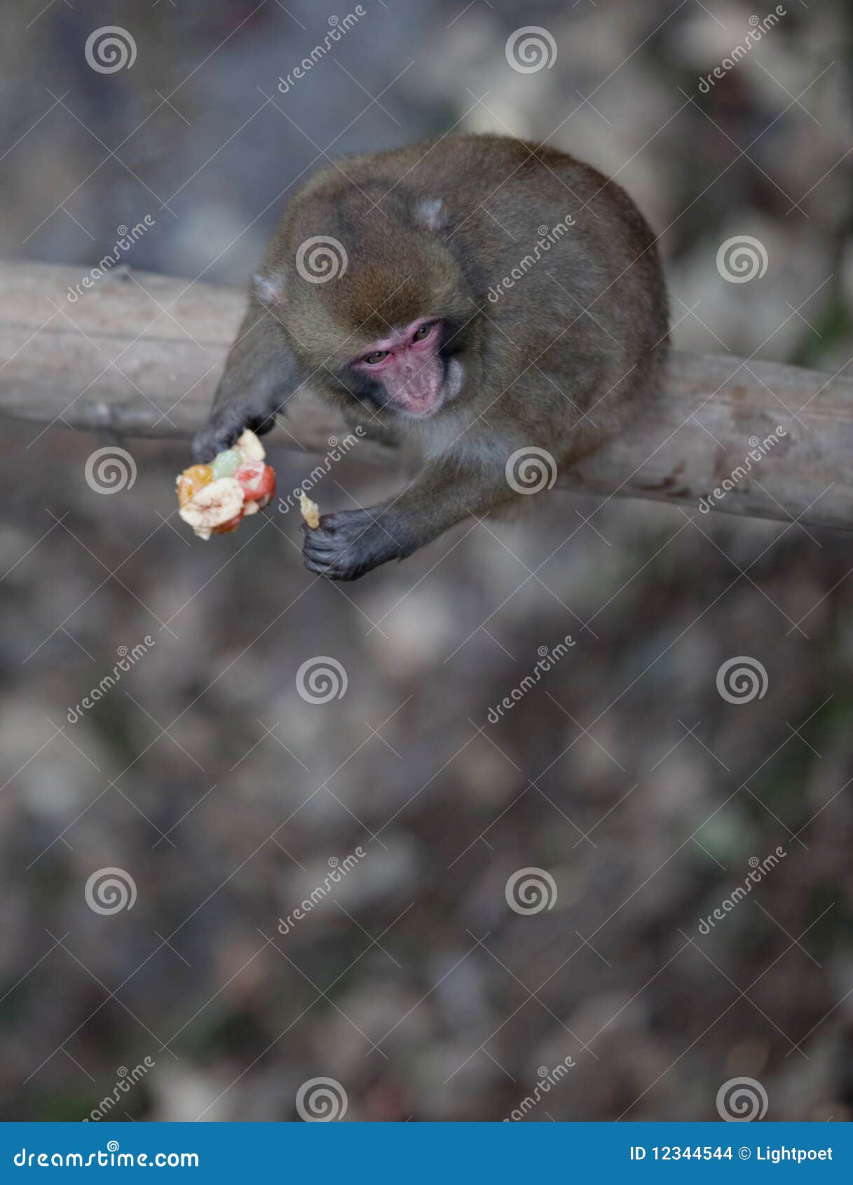 Cute macaque stock photo. Image of cute, close, park - 12344544