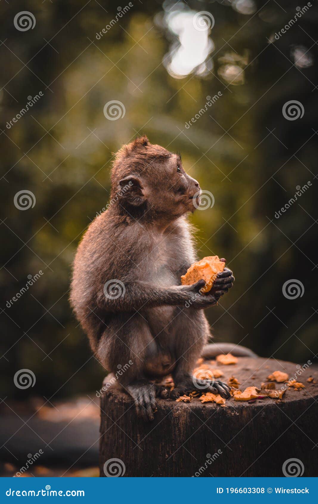 Cute Macaque Monkey Eating a Fruit Stock Photo - Image of wildlife ...