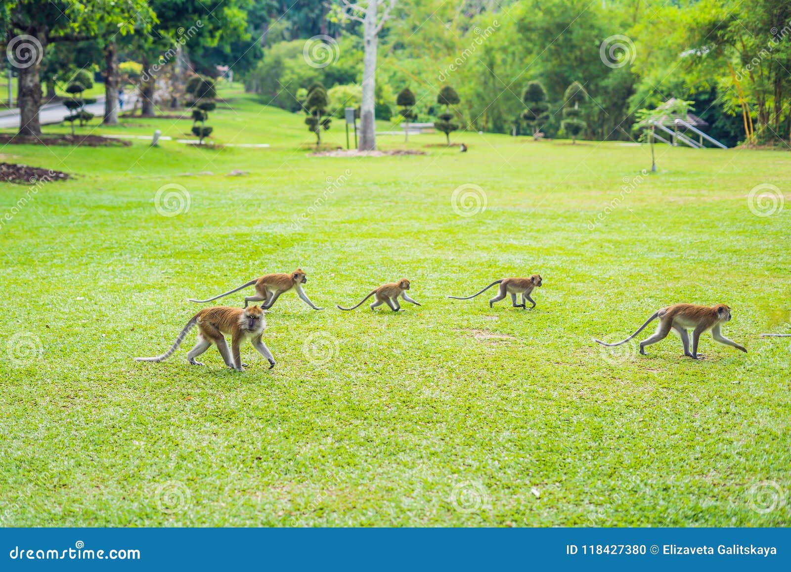 Cute Macaque Monkey Running on the Lawns Grass Surface Stock Photo ...