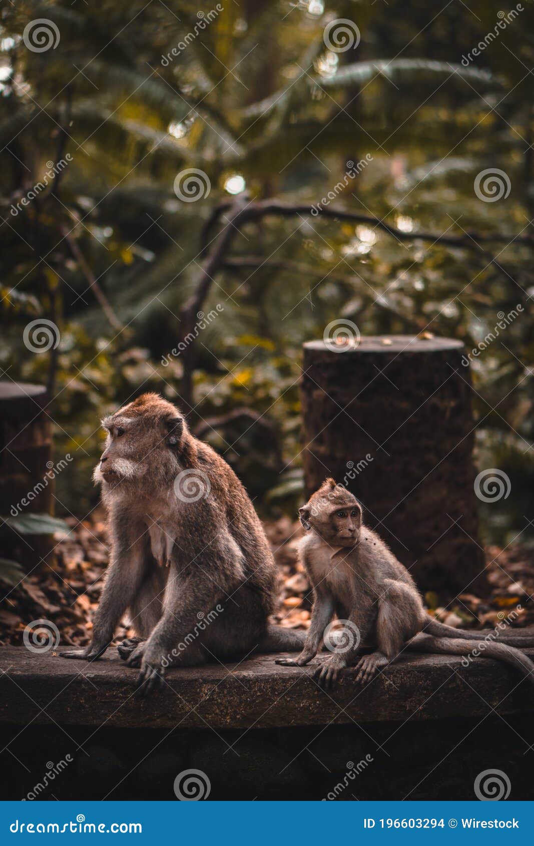 Monkeys Are Sitting On The Street Electric Wires. Thailand Royalty-Free ...