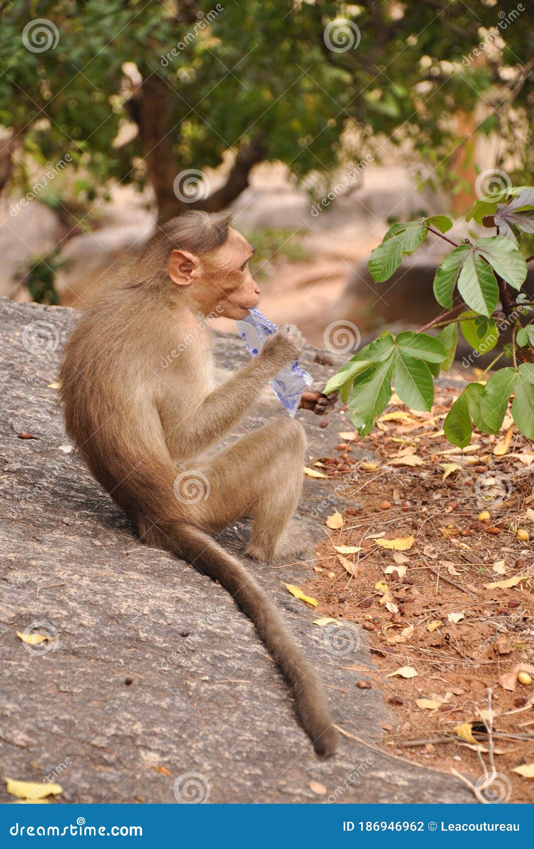Macaque Holding and Biting a Plastic Bag Stock Photo - Image of element ...