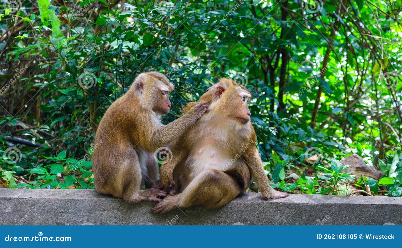 Cute Macaques Sitting in the Green Park Stock Image - Image of forest ...