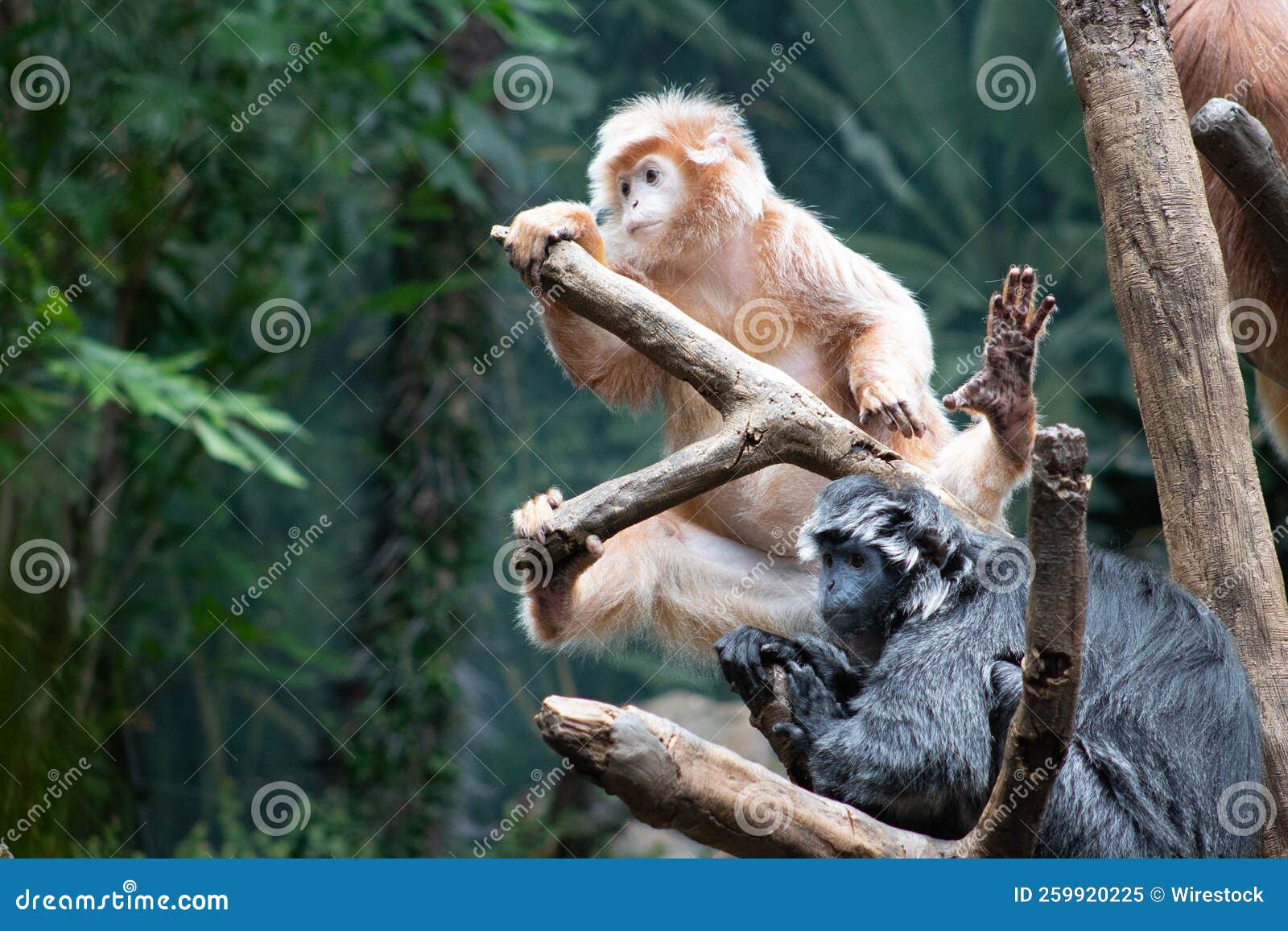 Cute Macaques on the Tree in the Forest, Close-up Stock Image - Image ...