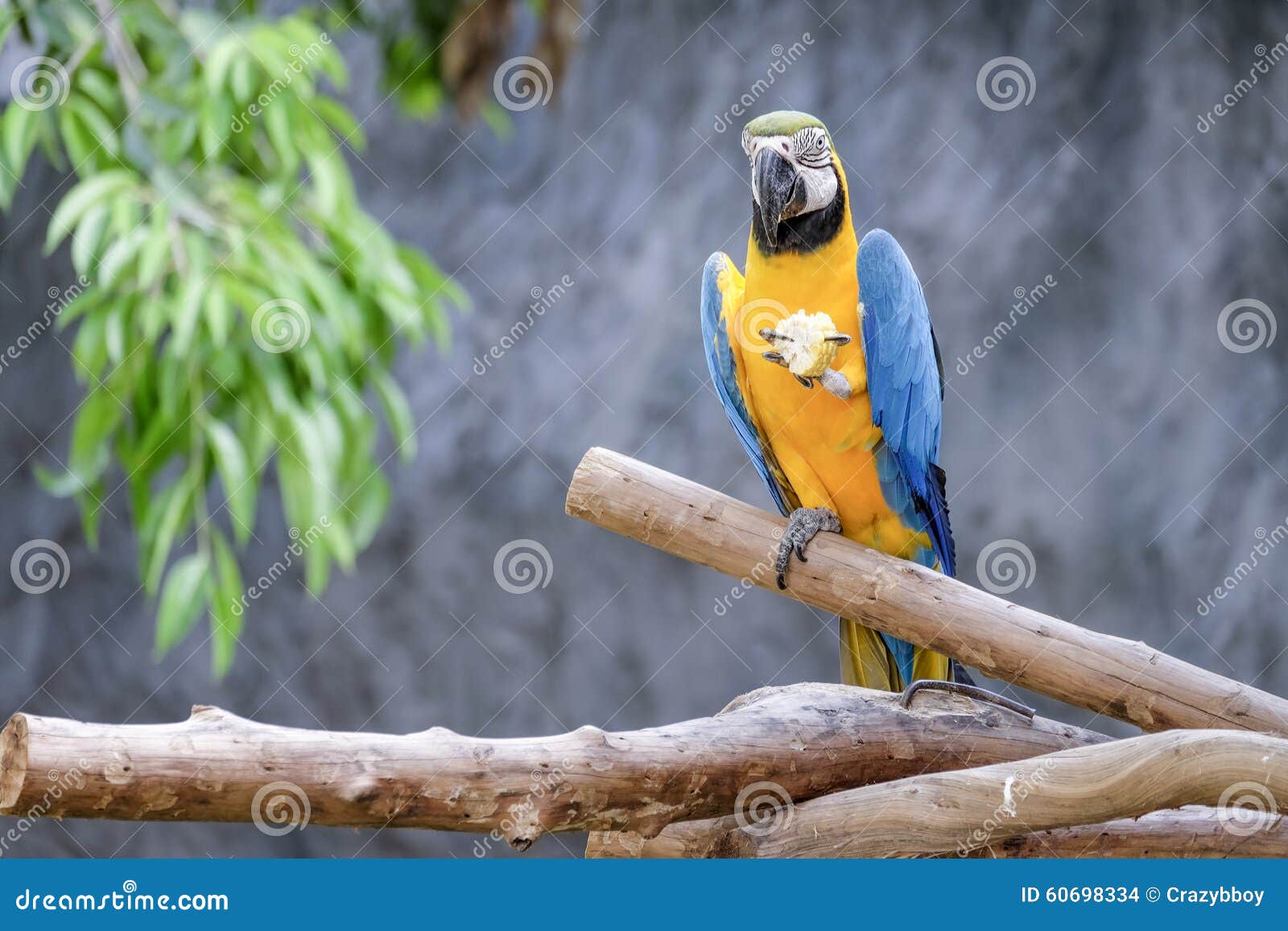 Cute Macaw Parrot on the Perch Stock Photo - Image of beauty ...